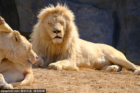 北京野生动物园猛兽众多