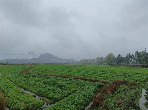 资兴市：农机科技示范基地千亩油菜青翠欲滴 市县动态 湖南省农机事务中心