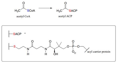 116 Acyl Phosphates Chemistry Libretexts