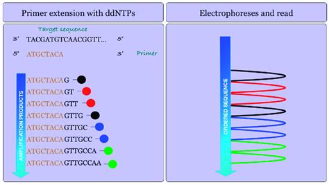 The Sanger Dideoxy Sequencing Method Or Chain Termination Enzymatic