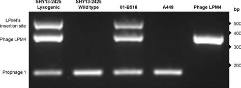 Example Of Pcr Genotyping Using A Multiplex Pcr Approach To Identify