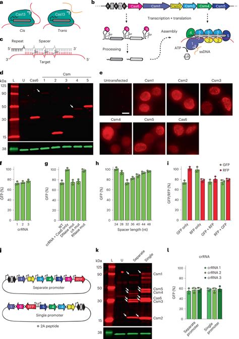 An All In One Type Iii Crispr Cas System In Human Cells A Diagram Download Scientific Diagram