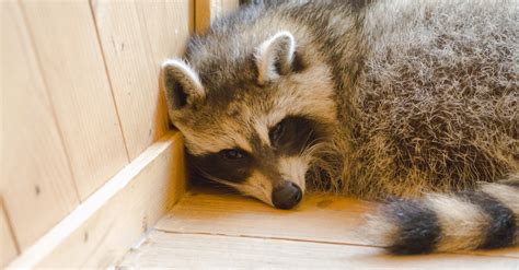 Raccoon Sex