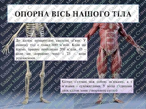 Презентація на тему Опорна вісь нашого тіла 5 кл НУШ Презентація Пізнаємо природу