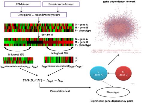 The Main Framework To Construct The Gene Dependency Network Download Scientific Diagram