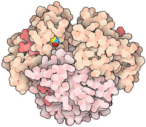 Pdb 101 Molecule Of The Month S Nitrosylated Hemoglobin