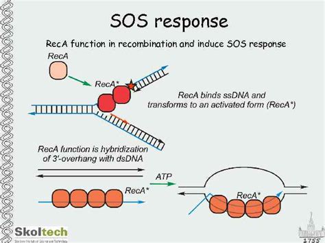 Msu Skol Tech Dna Repair Dna