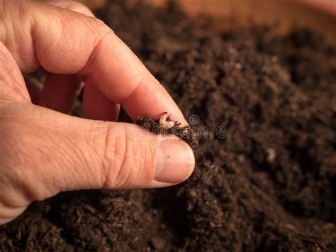 Biological Control Of Black Vine Weevil Larvae Stock Image Image Of
