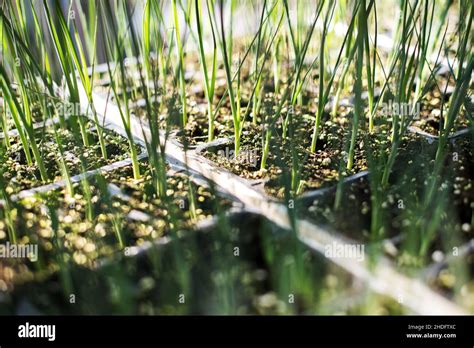 Seedlings Gardening Sapling Seedling Plant Care Tending Of Plants Stock Photo Alamy