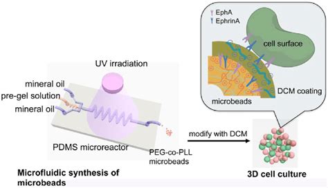 Schematic Reproduction Of The Microbeads Microfluidic Synthesis And Download Scientific