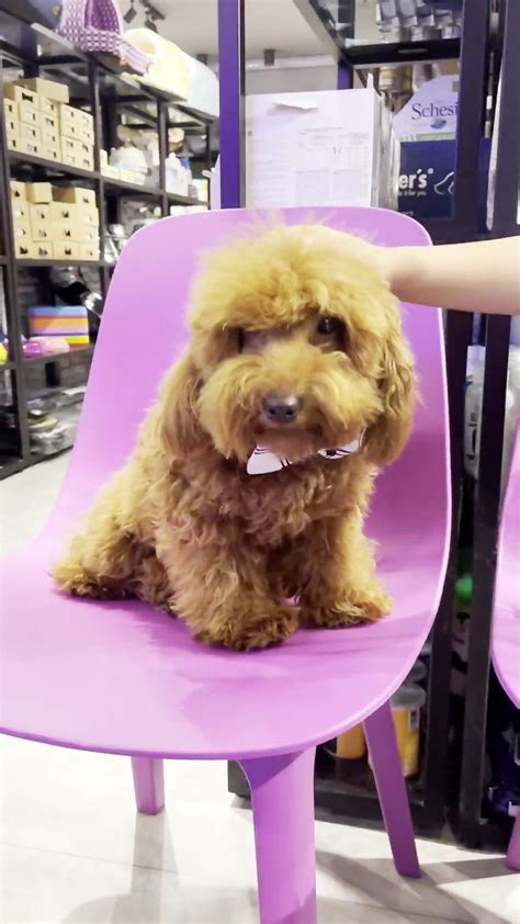 پودل توی رنگ رد قرمز در پتشاپ گلبا