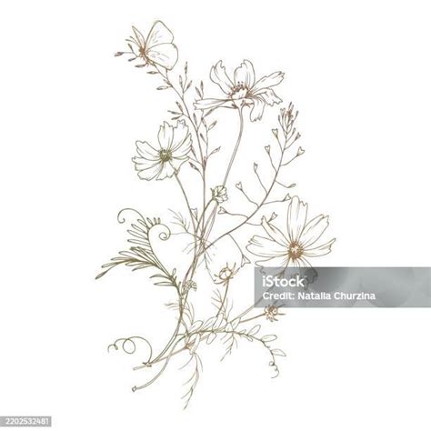 들판 초원 야생화 허브 코스모스 및 기타 나비 라인 아트는 베이지 황토색 갈색 잉크로 손으로 그린 간단한 일러스트입니다 꽃다발 구성 벡터 Eps 0명에 대한 스톡 벡터 아트