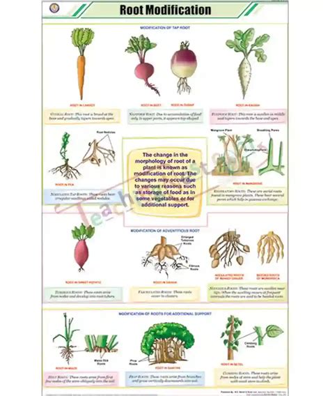 Root Modifications Chart Laminated With Rollers TeachingNest