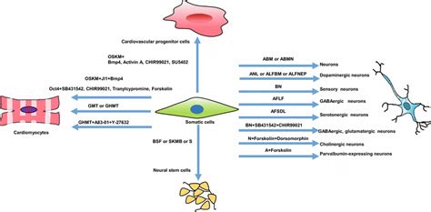 Small Molecules Promote Transcription Factor Based Download Scientific Diagram