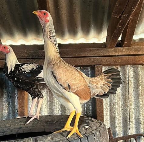 Asil Hen Blackwater Gamefarm