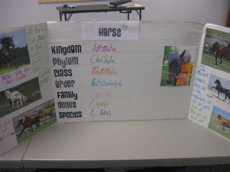 Linnaeus Taxonomy Classification Taxonomy Challenges Linnaeus