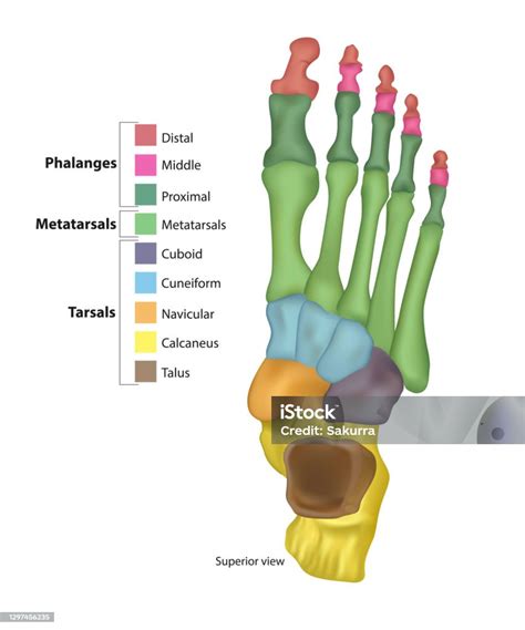 Metatarsal Bone