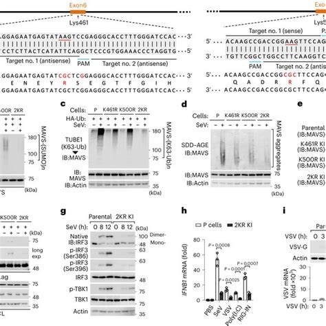 Senp1 Inhibits Lys63 Linked Poly Ubiquitination Of Mavs And Represses