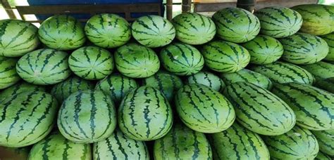 ကန့်ဘလူမြို့၏ ရာသီစာဖရဲသီးဈေးနှုန်းဈေးကွက် Consumer