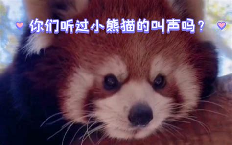 一条真的狗一条真的狗 bilibili B站 无水印视频解析YIUIOS易柚斯