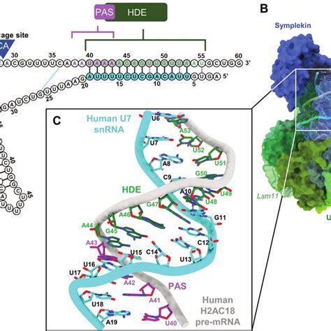 Structural Model Of The Histone 3 End Pre Mrna Processing Machinery In Download Scientific