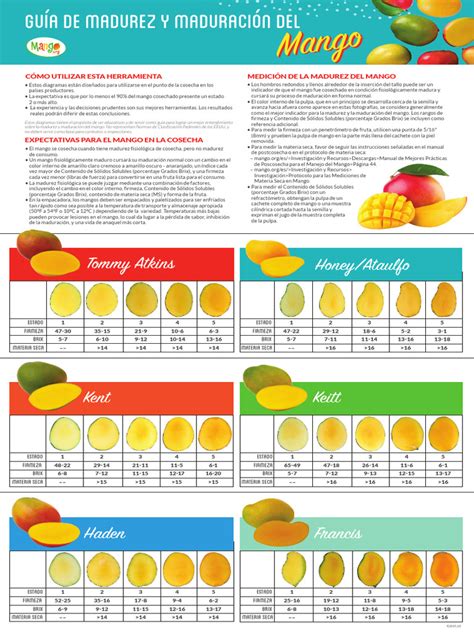 Maturity Poster Sp Hi Pdf Mango Plantas