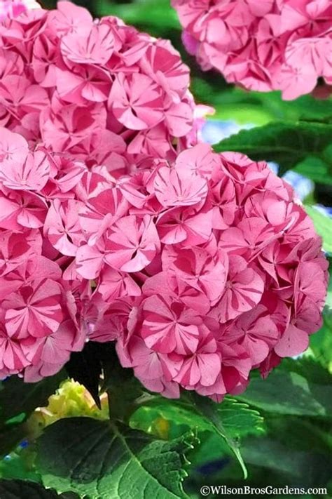 Sweet Fantasy Hydrangea 3 Gallon Pot Botanic Bliss Shop