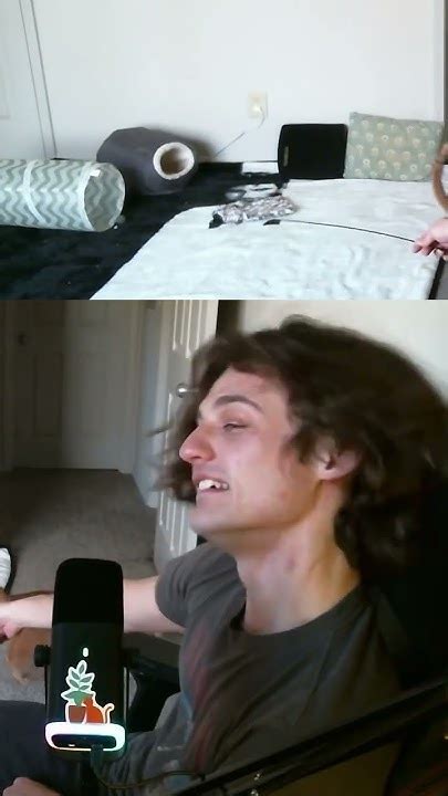 Insane Levels Of Fie Cuh Cat Catlover Catdad Catvideo Tiger