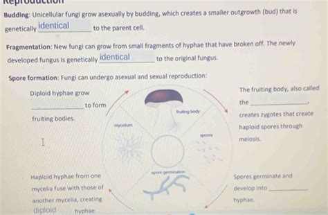 Solved Reproduction Budding Unicellular Fungi Grow Asexually By Budding Which Creates A
