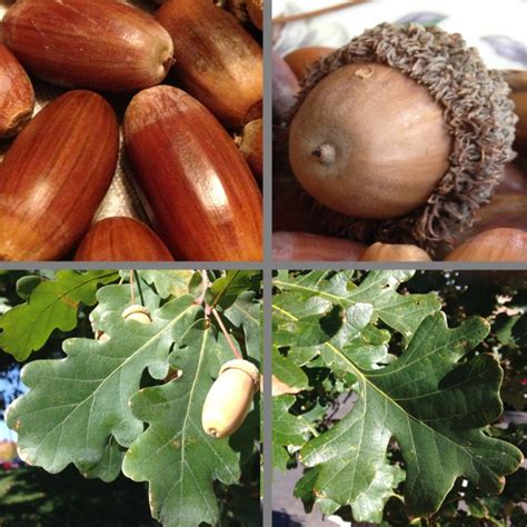 How To Prepare And Eat Acorns A Fall Experiment Transform Health