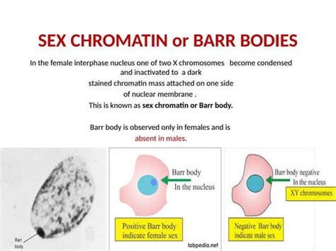 Sex Linked Inheritance Pdf
