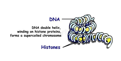 Dna Replication Process Stock Illustrations 496 Dna Replication