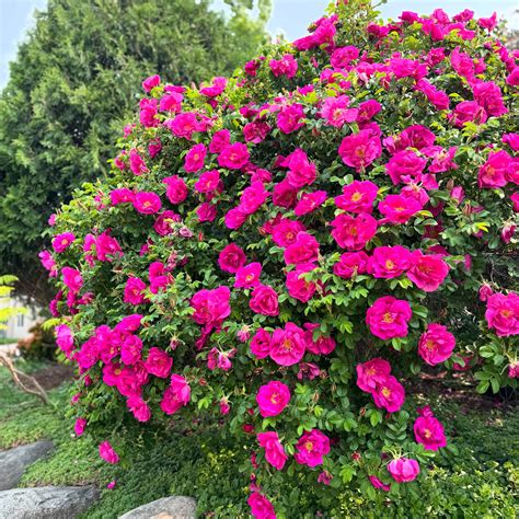 Ryan Mcenaney Ryanplantsplants • Instagram Photos And Videos