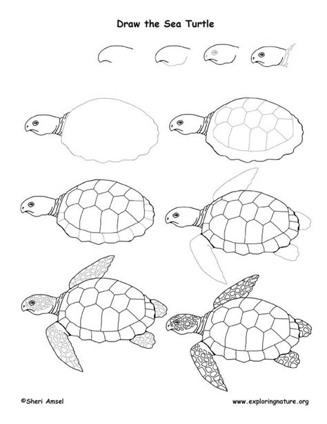 How To Draw A Simple Sea Turtle