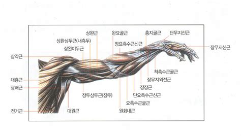 각 부위별 근육명칭 네이버 블로그