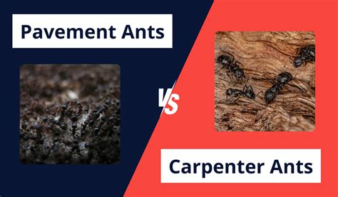Pavement Ants Vs Carpenter Ants LaJaunie S Pest Control