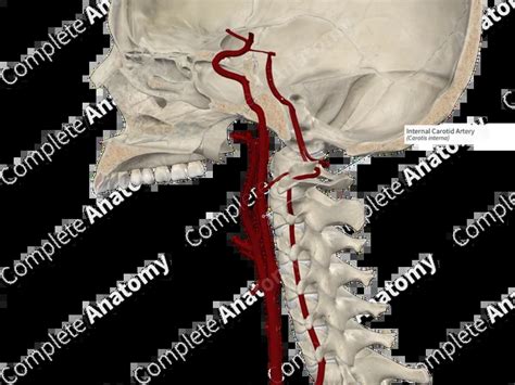 Internal Carotid Artery Complete Anatomy