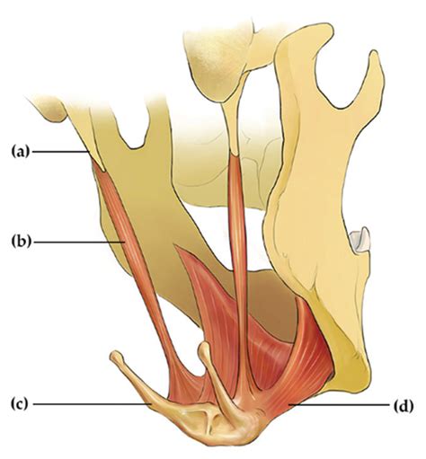 Stylohyoid Muscle And Adjacent Structures A Styloid Process B