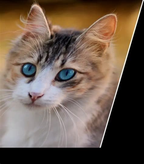 How To Do Affine Transform In Opencv Python Aihints