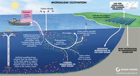 Ocean Visions Microalgae Cultivation