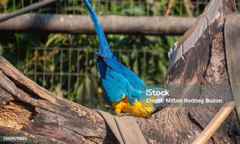 자연으로 돌아가기 전에 브라질의 재활 센터에서 아름다운 마코 개 자연 광 선택적 초점 0명에 대한 스톡 사진 및 기타 이미지 Istock