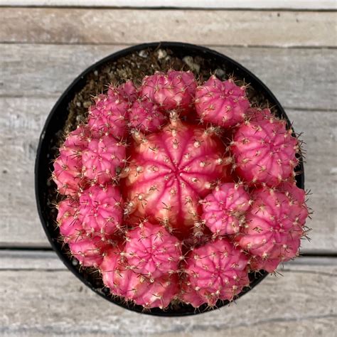 25” Moon Cactus Grafted Gymnocalycium Friedrichii Yellow 25u201d