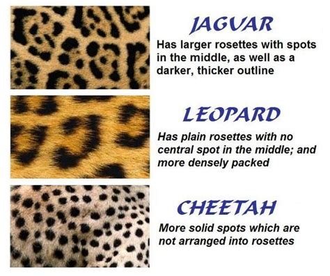 Cheetah Leopard Or Jaguar Print Cheetahprint Leopardprint