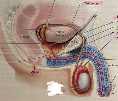 Male Reproductive Organ Diagram Quizlet