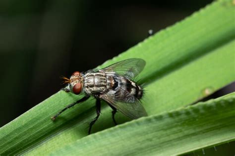Premium Photo Macro Background Fly On Leaf