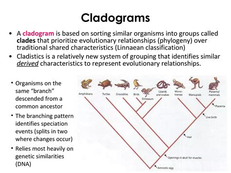 Patterns Of Evolution Ppt Biological Sciences Science