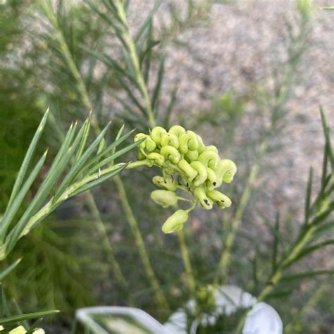 Grevillea Gracillis Alba 4l Shrub Garden Scene Jersey