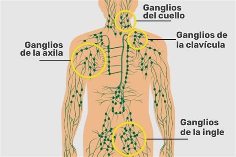 Ganglios Linfáticos Qué Son Dónde Están Y Cuál Es Su Función Tua Saúde