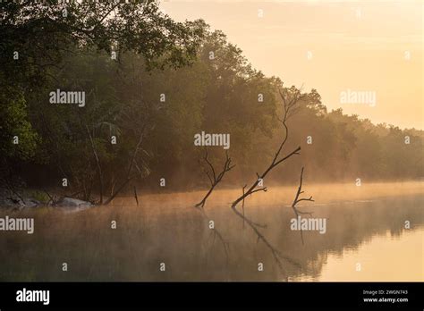 Scenic Golden Light Landscape View Of Mangrove At Dawn In Sundarbans