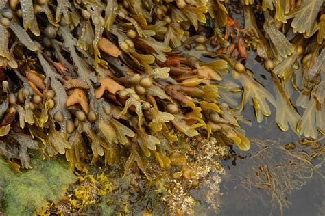 Морской виноград водоросли (83 фото)